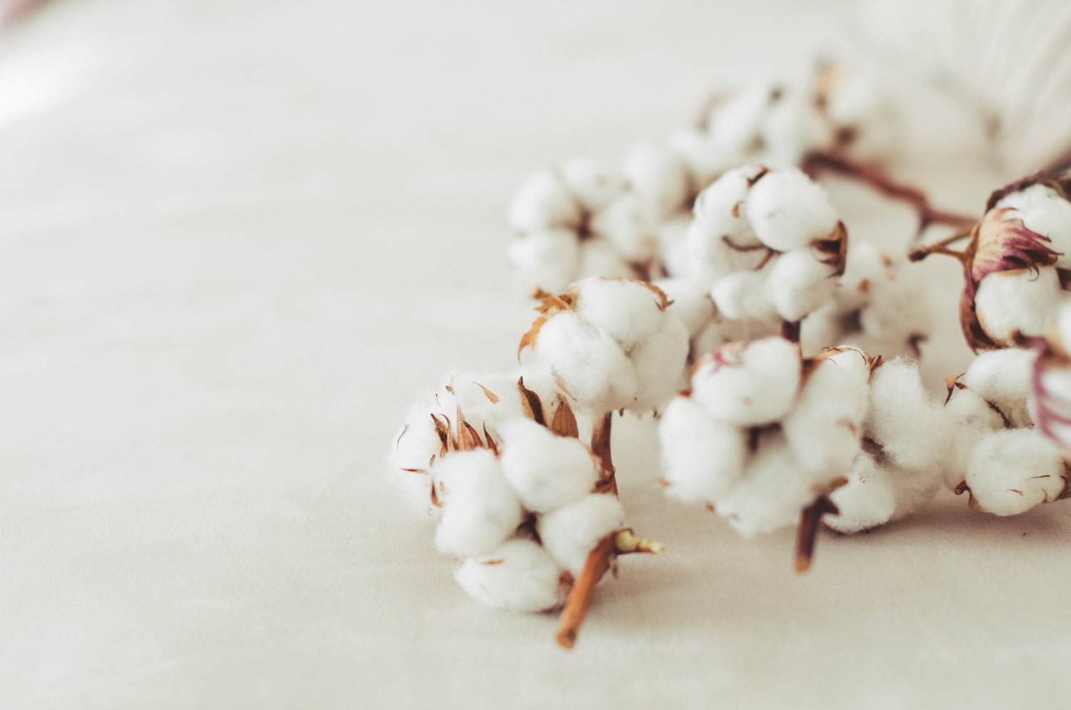 Why is GOTS-Certified Organic Cotton Better? – Fig For Kids